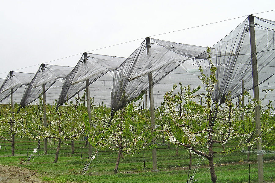 Agriculture Plastic Anti-Hail Nets With Anti Uv For Fruit And Vegetable
