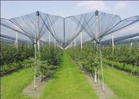 Agriculture Plastic Anti-Hail Nets With Anti Uv For Fruit And Vegetable